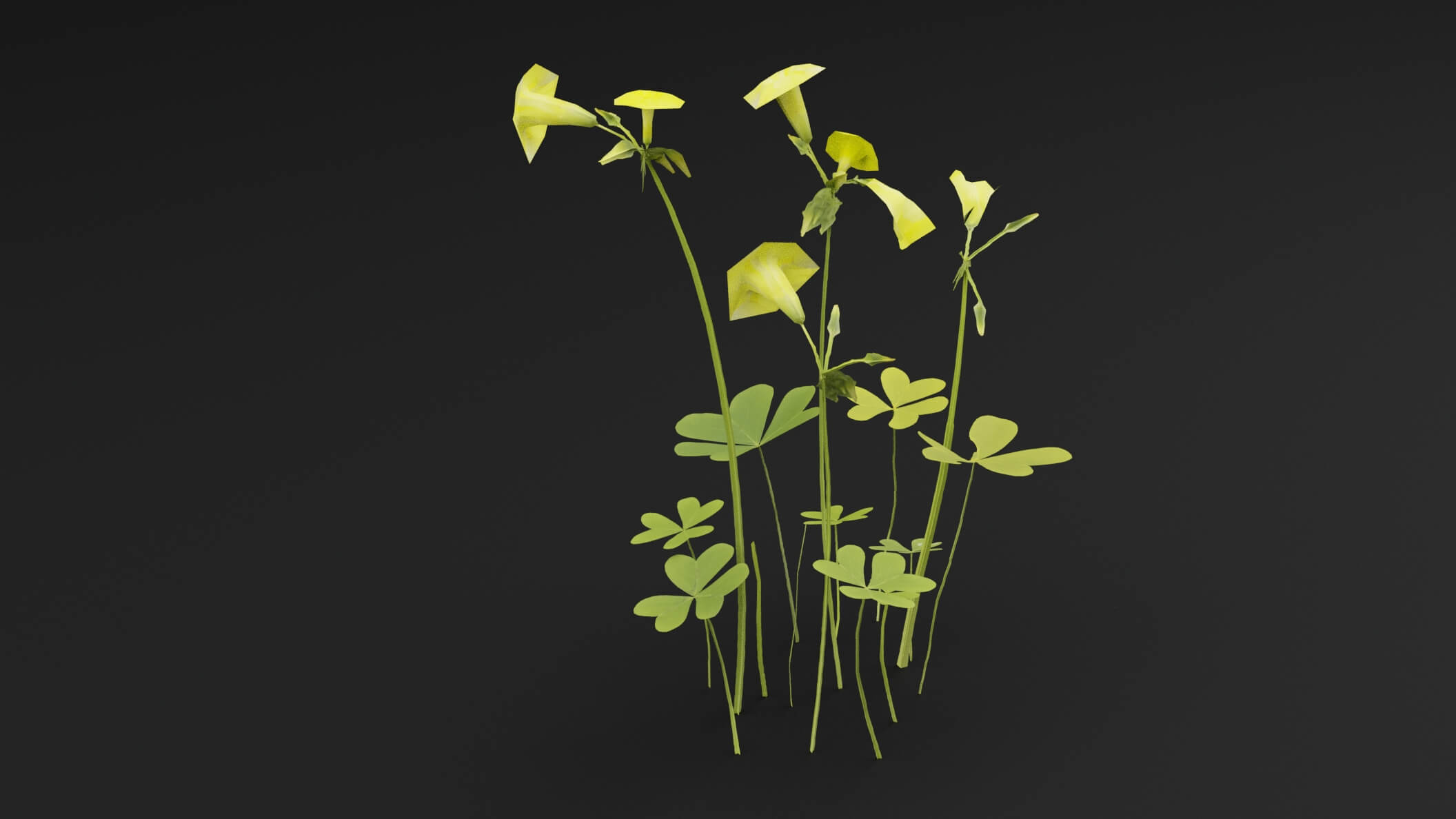 Oxalis Pes-Caprae Plant 3D Model by Green Lander