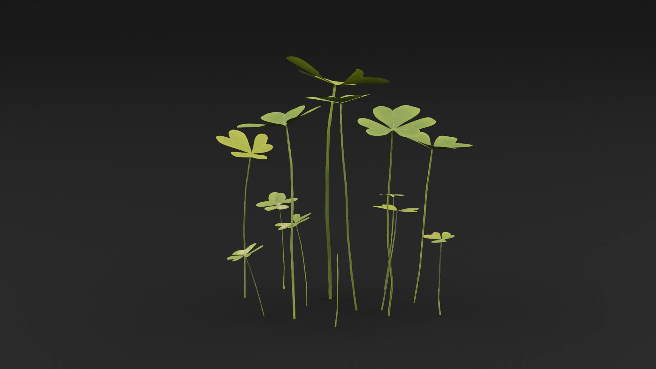 Oxalis Pes-Caprae Plant 3D Model by Green Lander