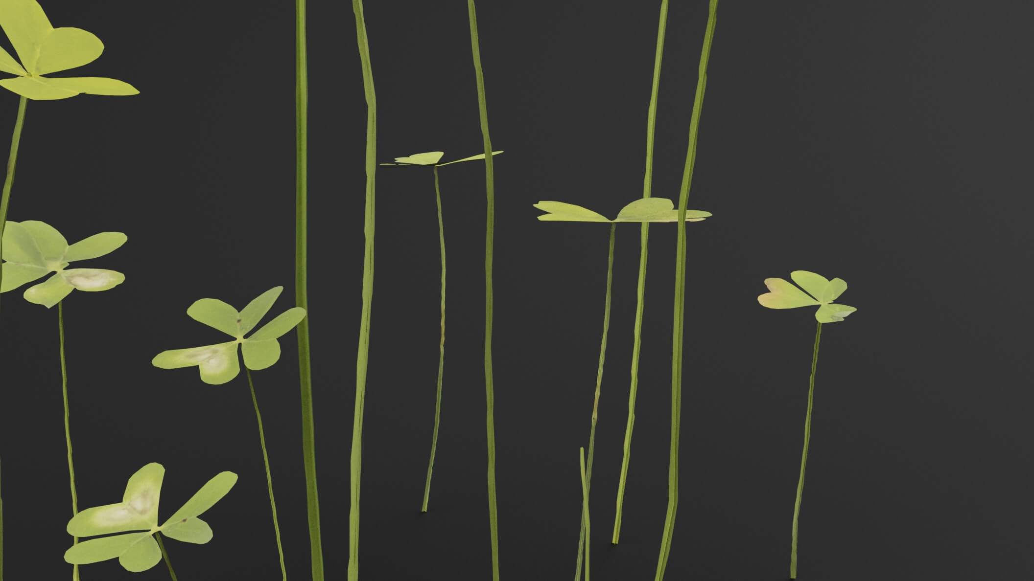 Oxalis Pes-Caprae Plant 3D Model by Green Lander