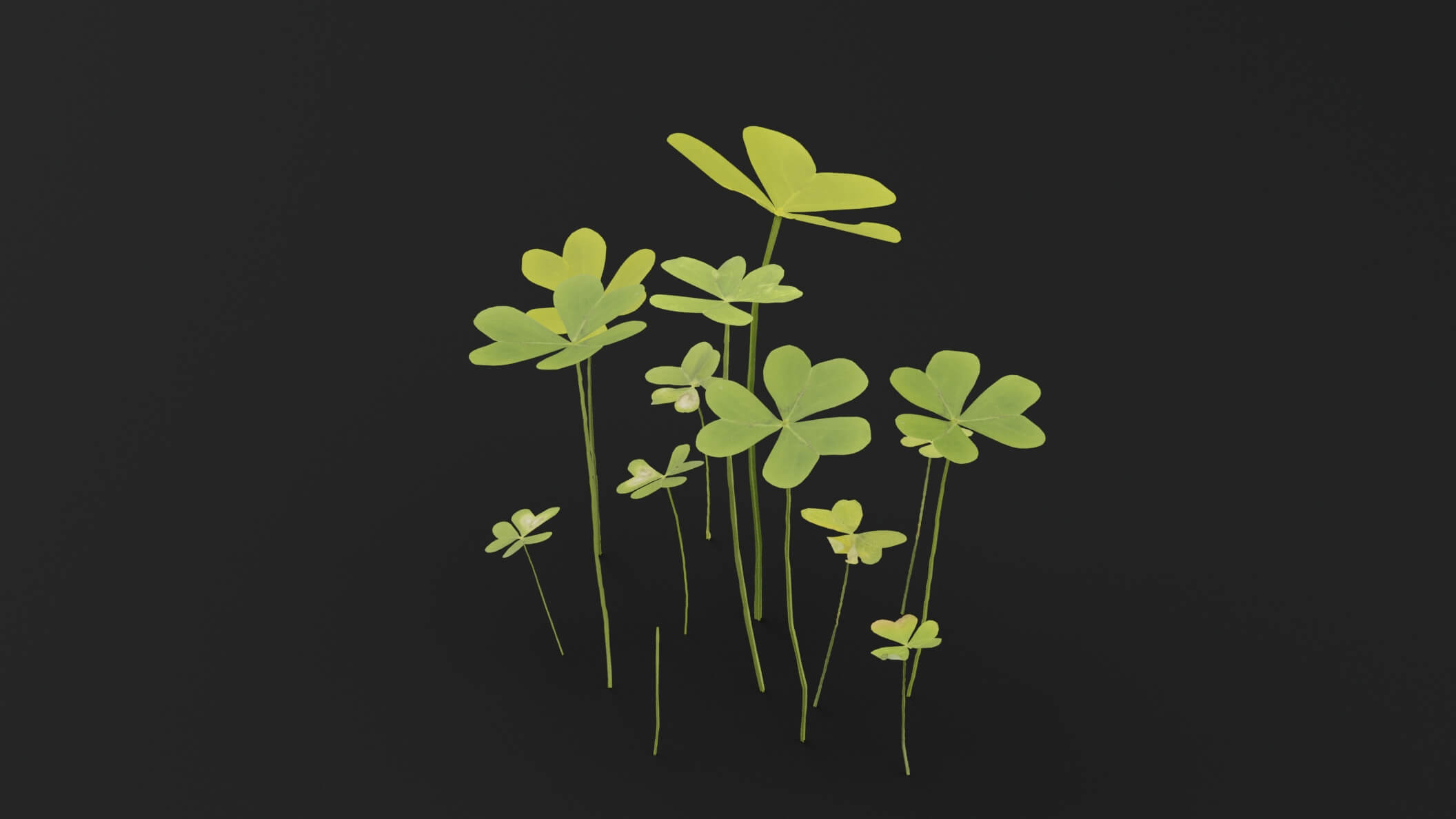 Oxalis Pes-Caprae Plant 3D Model by Green Lander