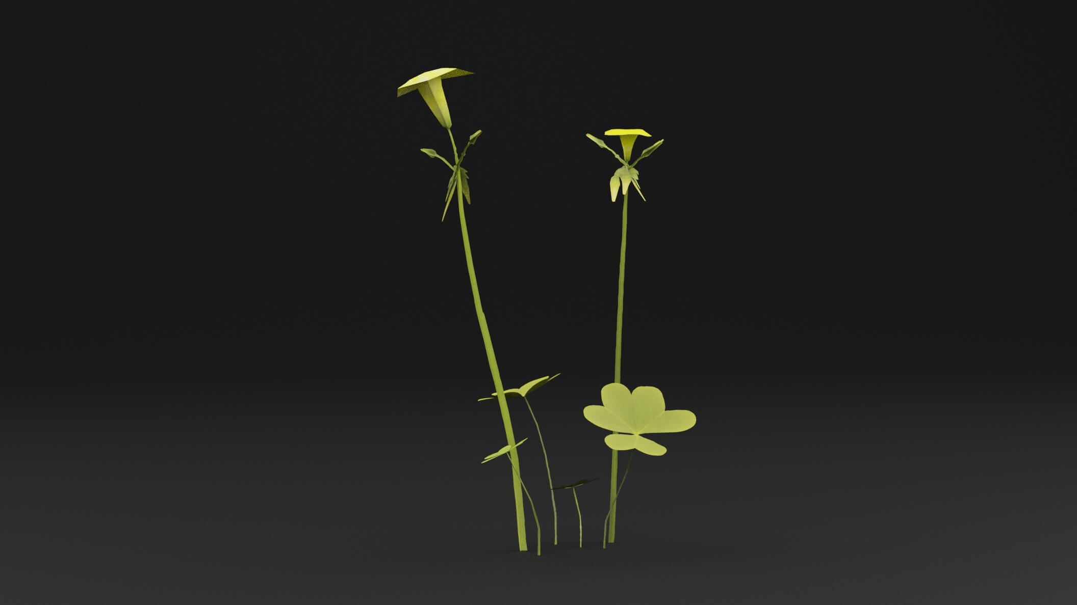 Oxalis Pes-Caprae Plant 3D Model by Green Lander