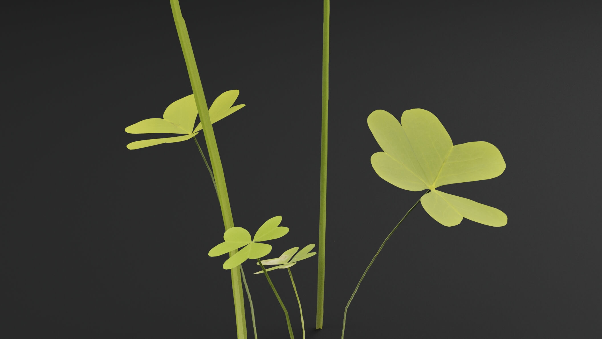 Oxalis Pes-Caprae Plant 3D Model by Green Lander