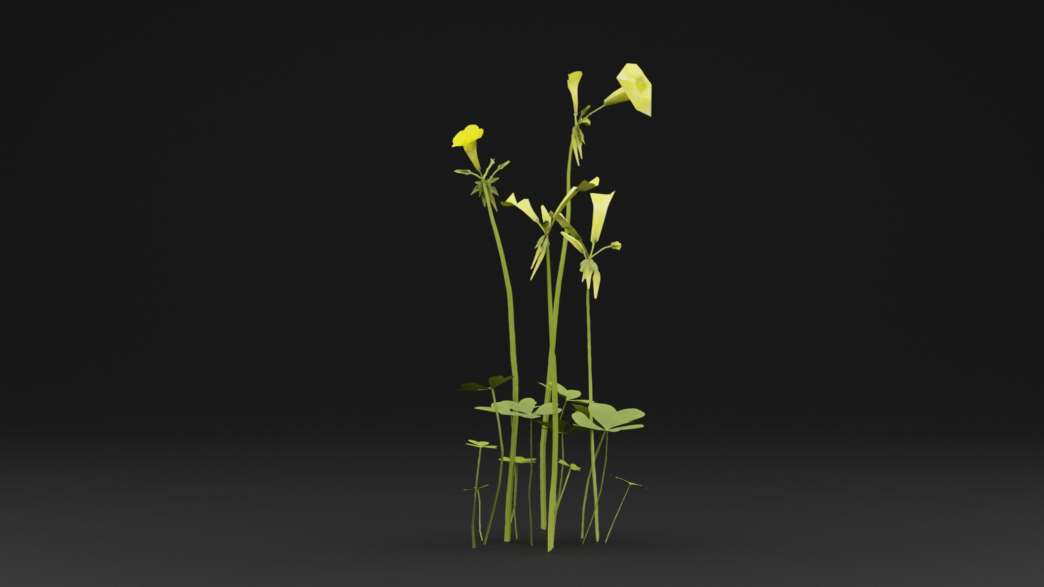 Oxalis Pes-Caprae Plant 3D Model by Green Lander
