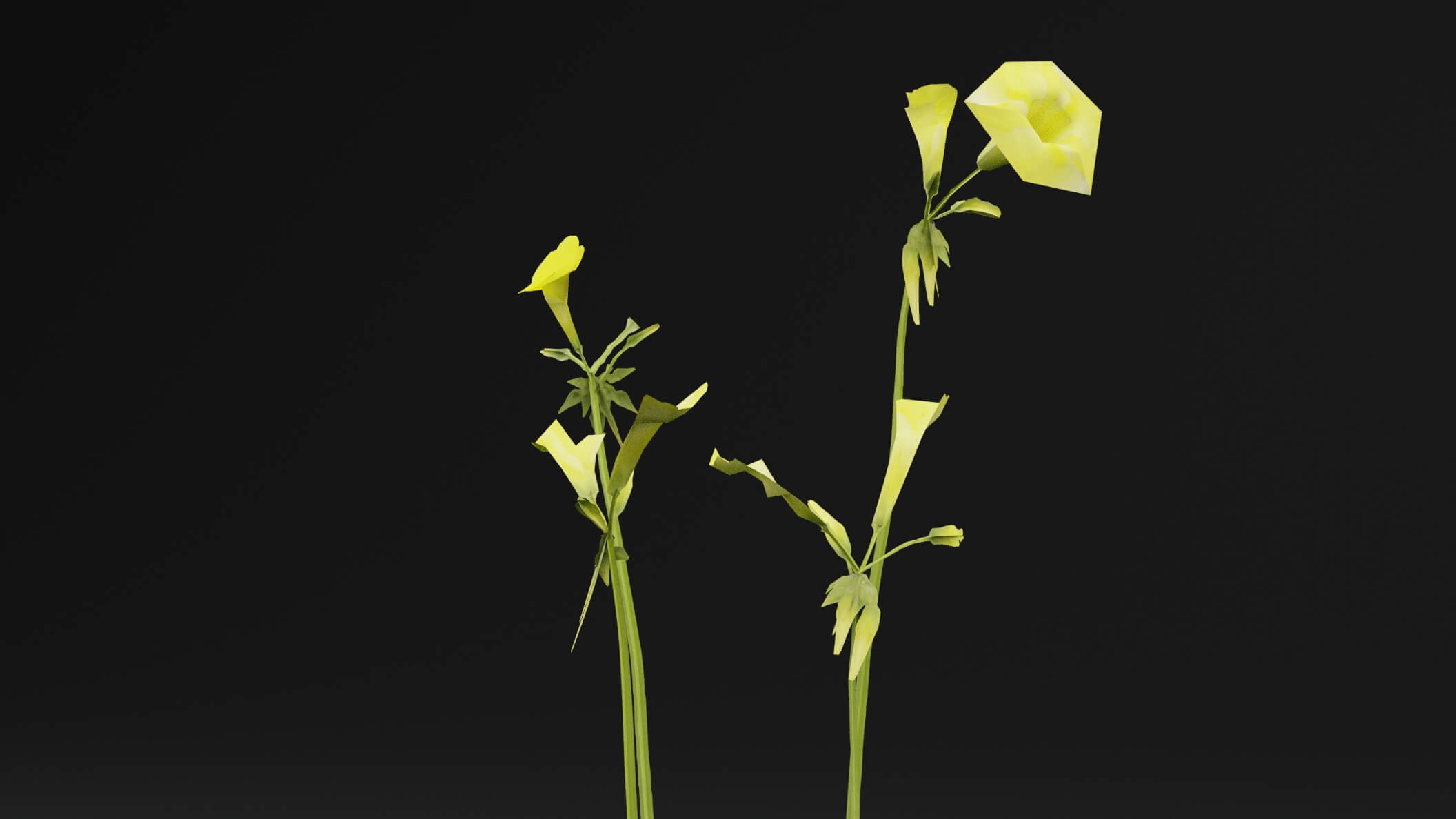 Oxalis Pes-Caprae Plant 3D Model by Green Lander