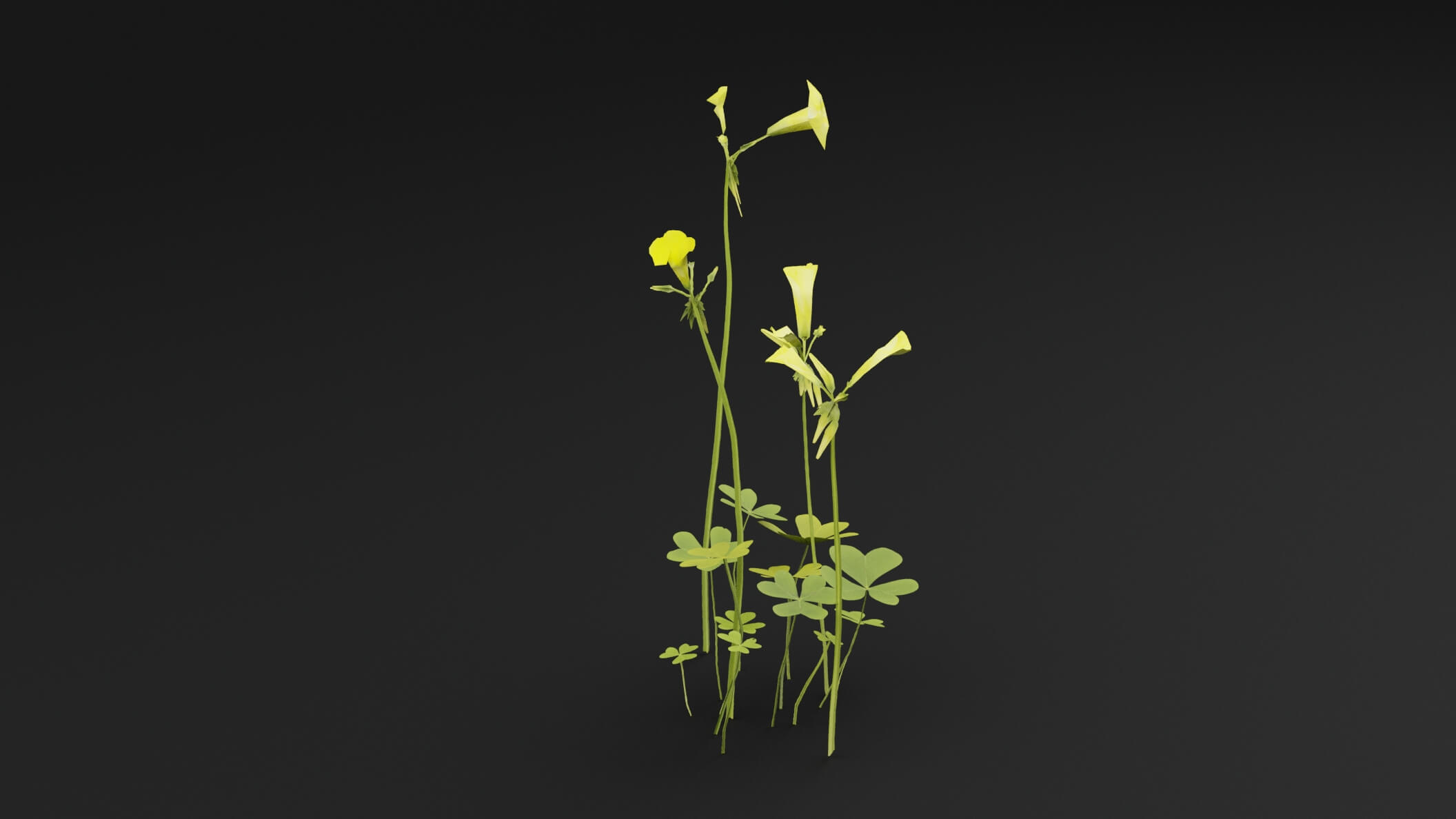 Oxalis Pes-Caprae Plant 3D Model by Green Lander