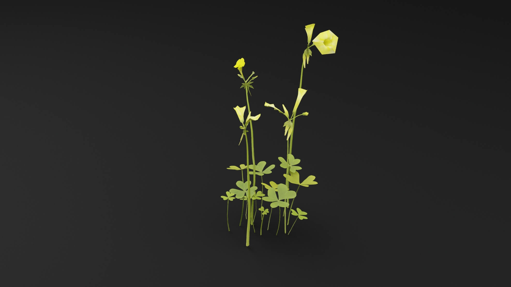 Oxalis Pes-Caprae Plant 3D Model by Green Lander
