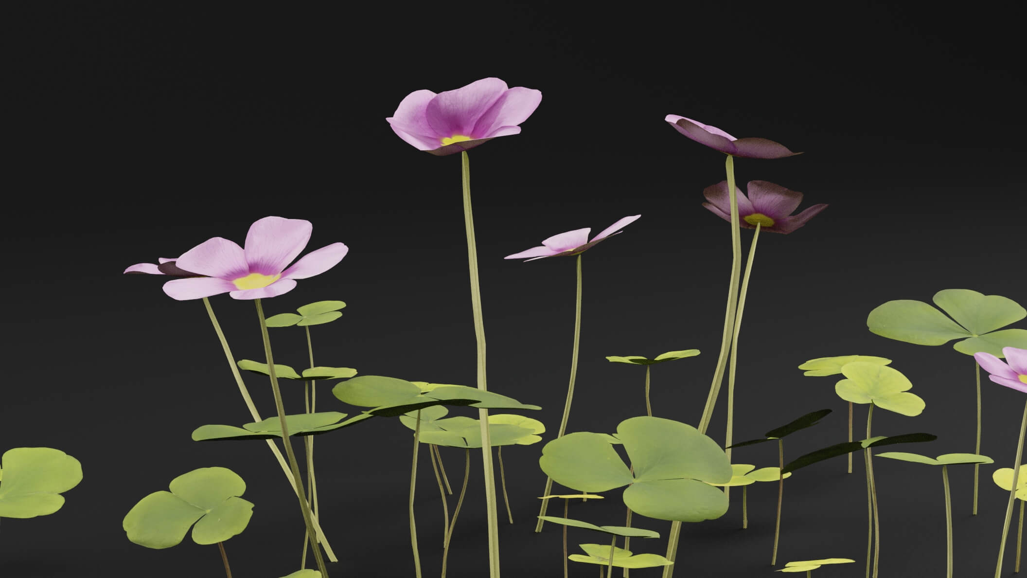 Oxalis Violacea Plant - 3D Model by Green Lander