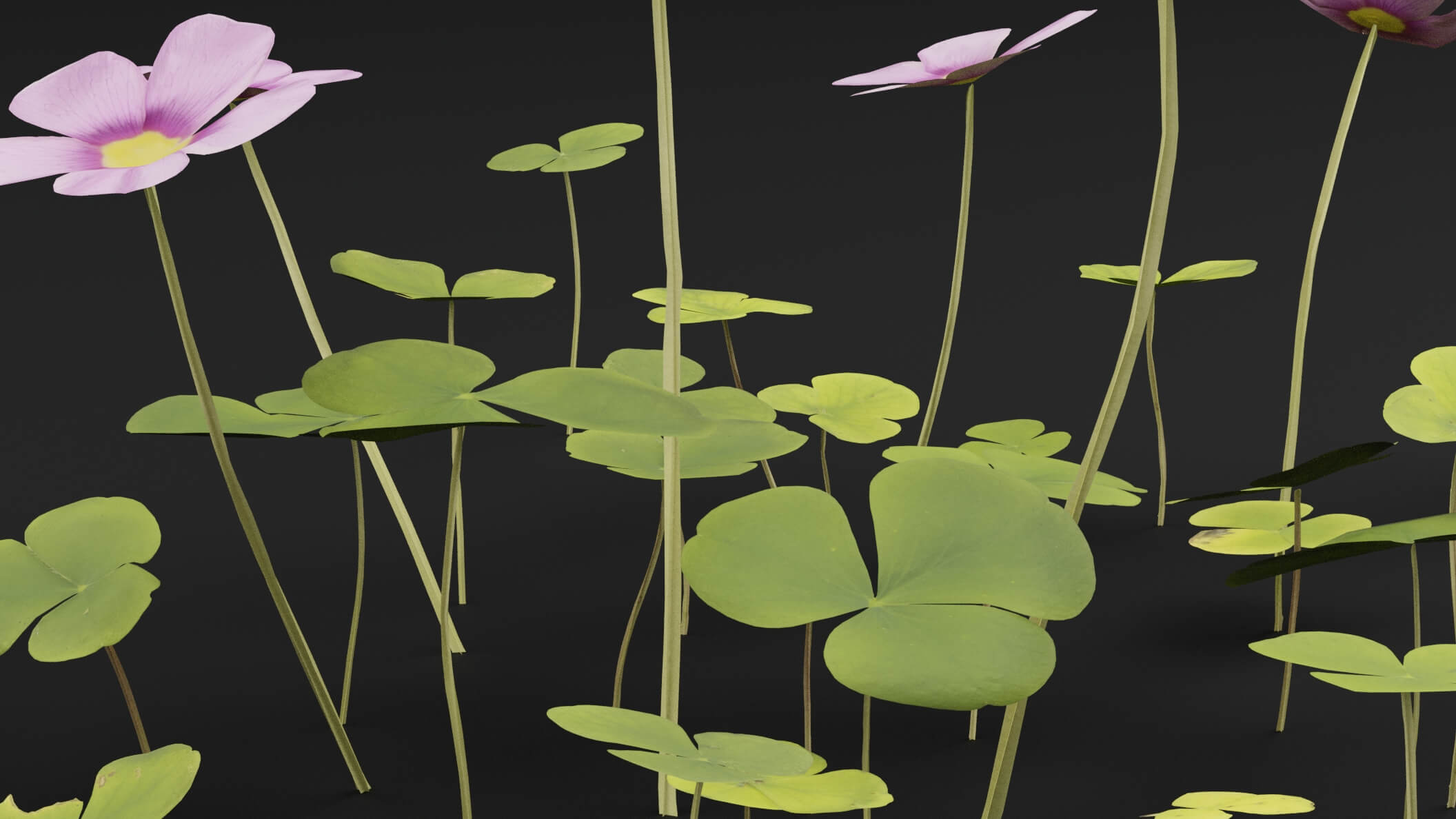 Oxalis Violacea Plant - 3D Model by Green Lander
