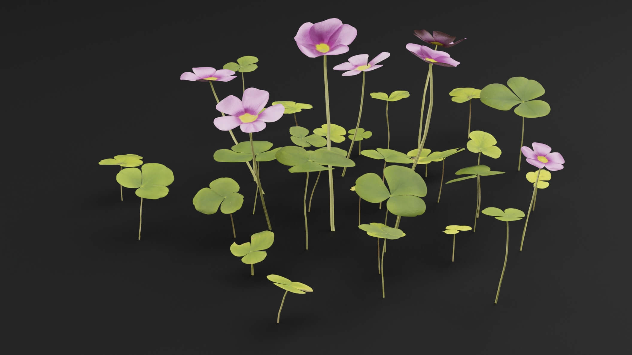 Oxalis Violacea Plant - 3D Model by Green Lander