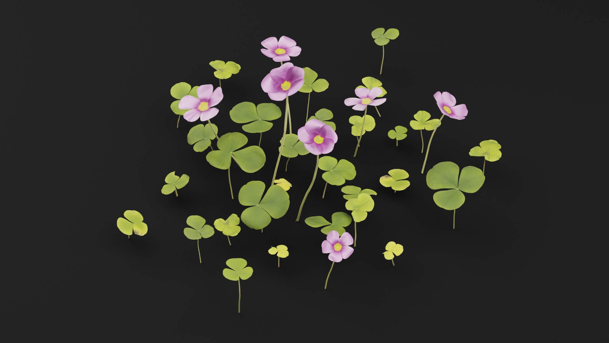 Oxalis Violacea Plant - 3D Model by Green Lander