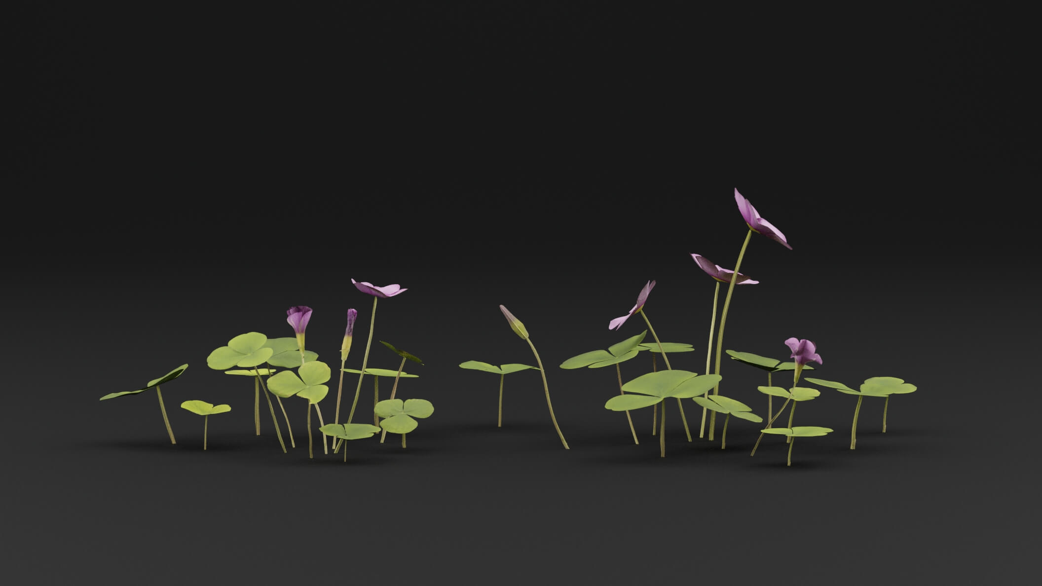 Oxalis Violacea Plant - 3D Model by Green Lander