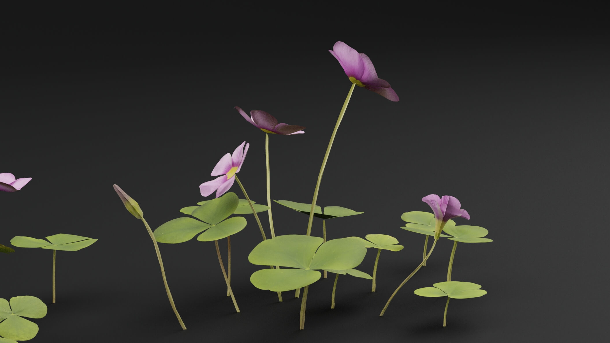 Oxalis Violacea Plant - 3D Model by Green Lander