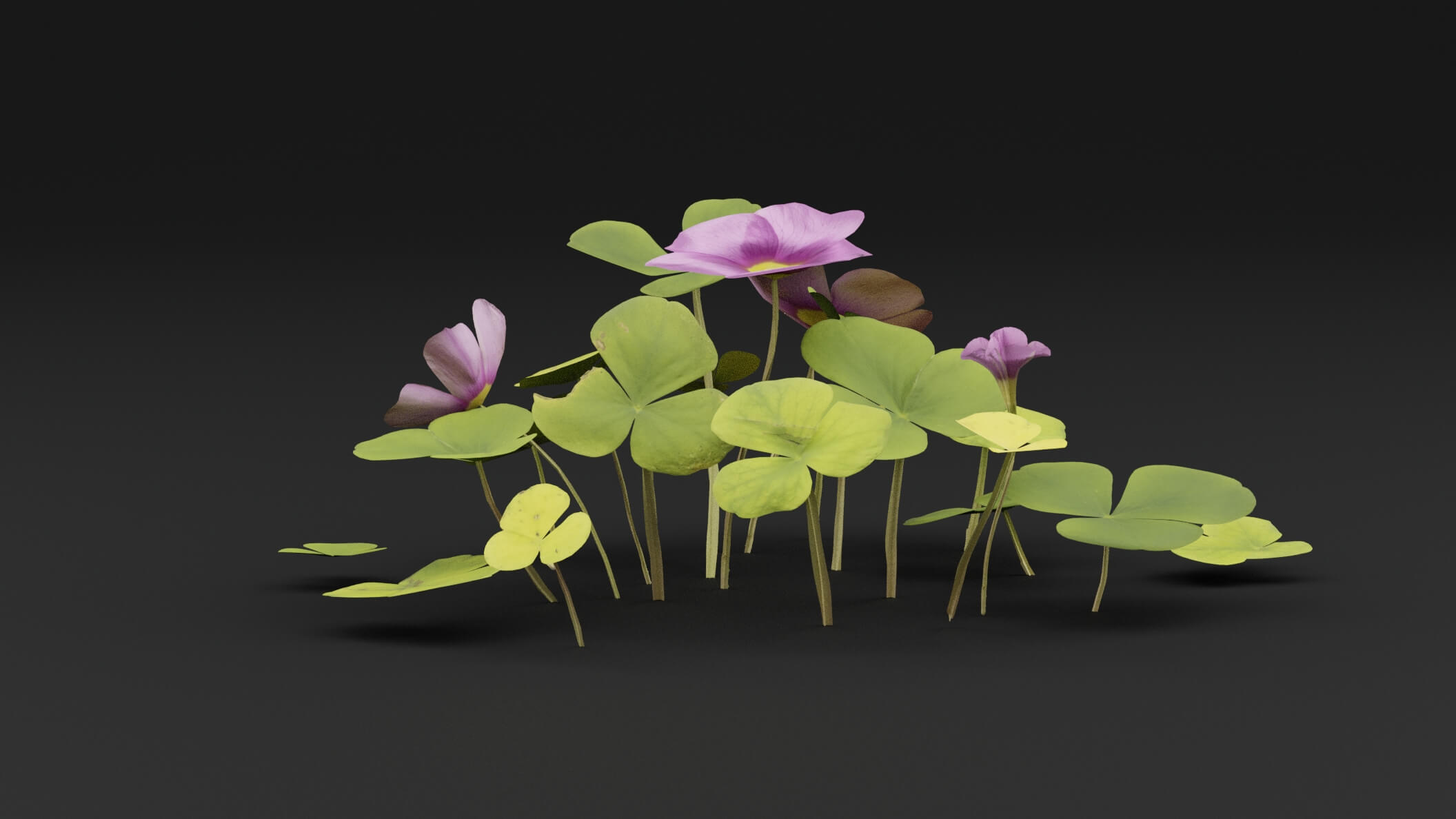 Oxalis Violacea Plant - 3D Model by Green Lander