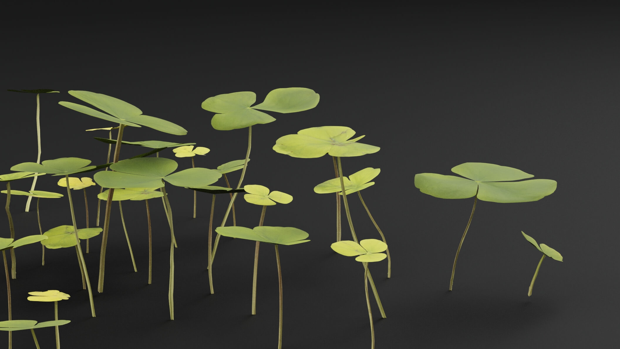 Oxalis Violacea Plant - 3D Model by Green Lander