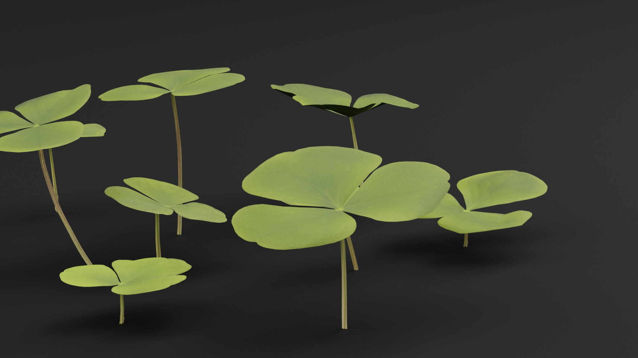 Oxalis Violacea Plant - 3D Model by Green Lander