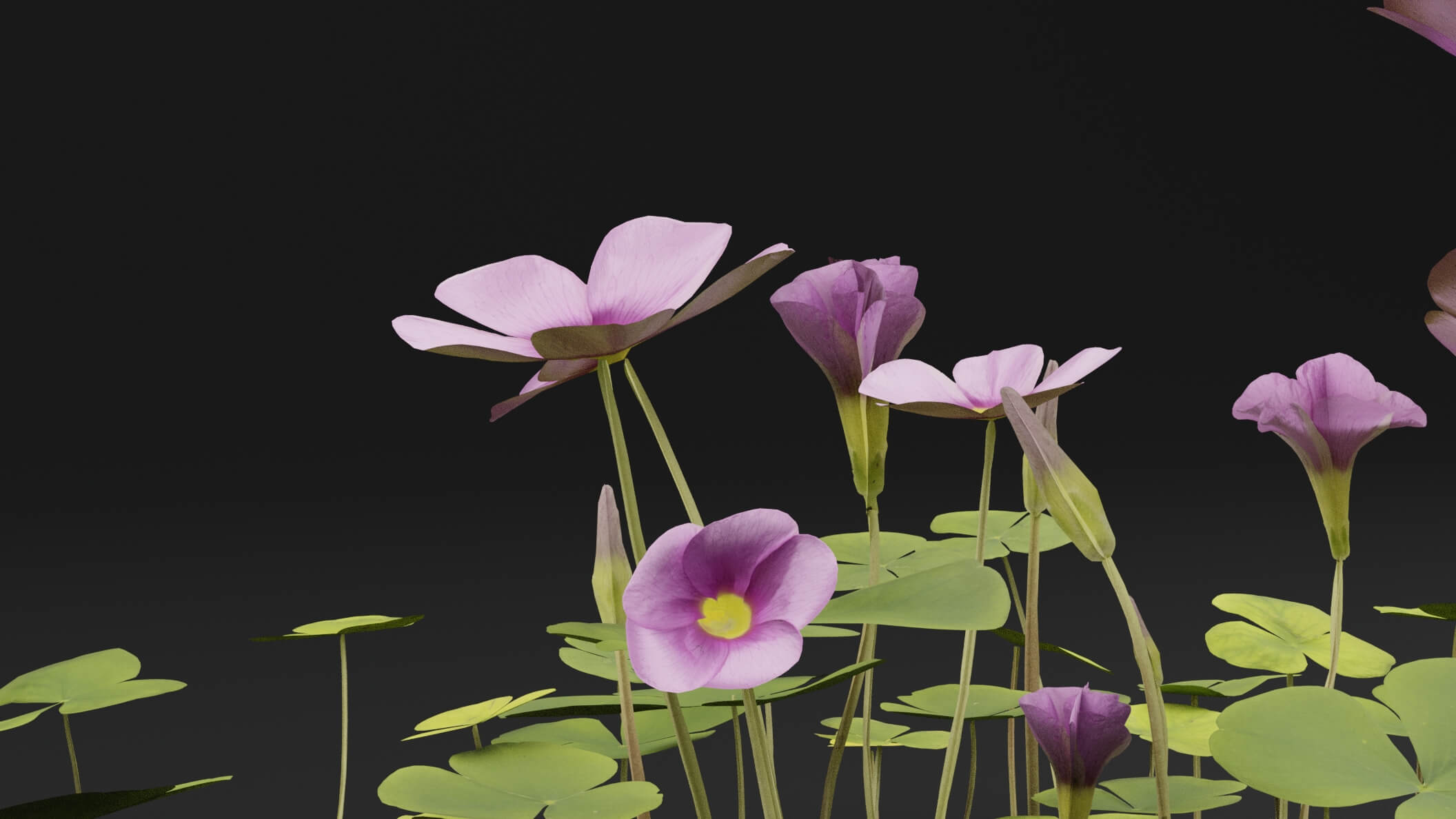 Oxalis Violacea Plant - 3D Model by Green Lander