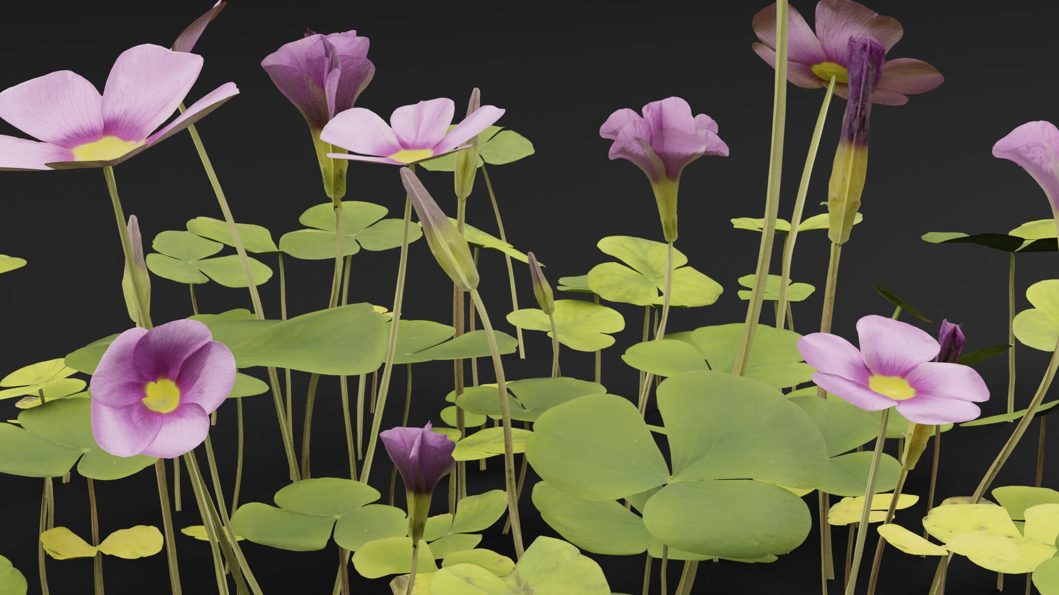 Oxalis Violacea Plant - 3D Model by Green Lander