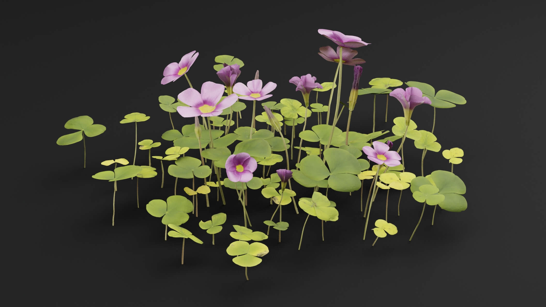 Oxalis Violacea Plant - 3D Model by Green Lander