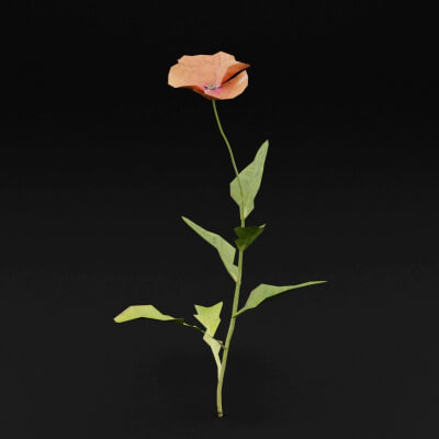 Papaver Rhoeas Plant - 3D Model by Green Lander