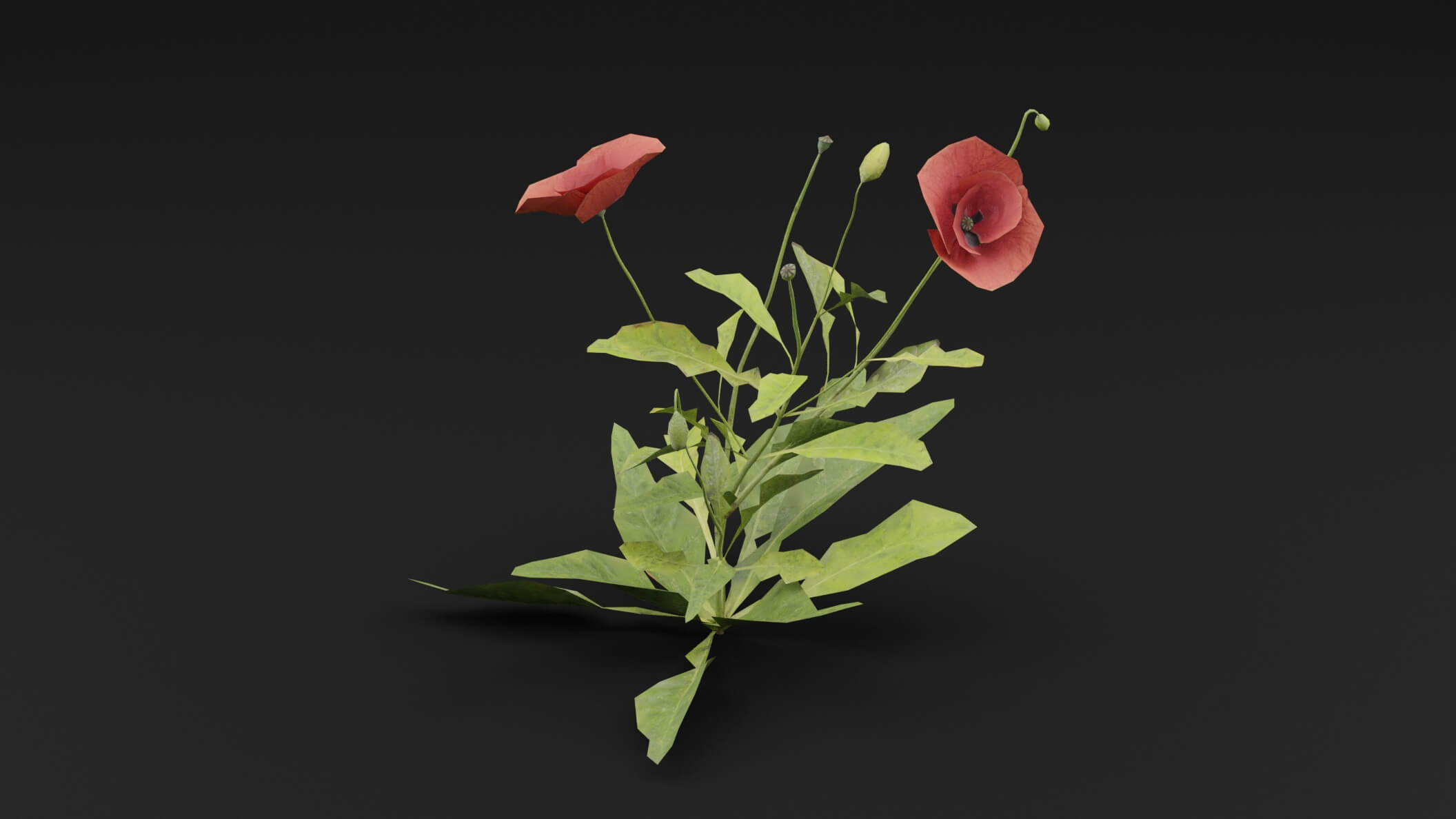 Papaver Rhoeas Plant - 3D Model by Green Lander