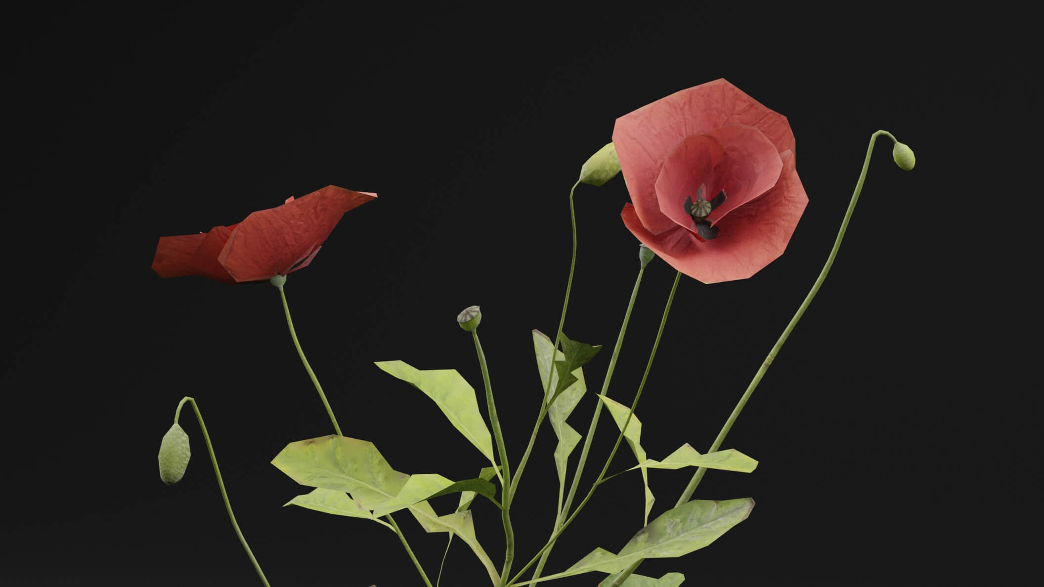 Papaver Rhoeas Plant - 3D Model by Green Lander