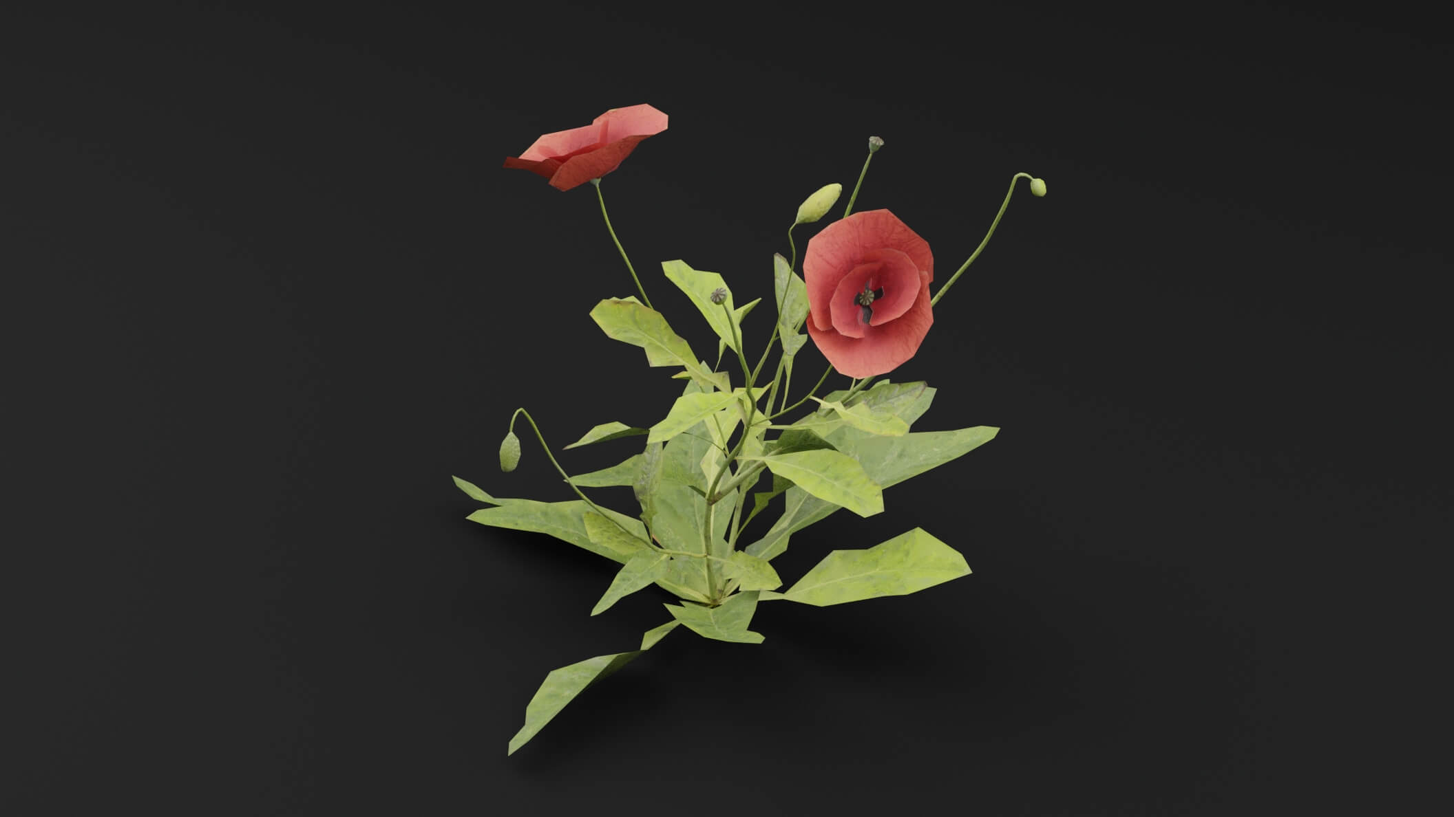 Papaver Rhoeas Plant - 3D Model by Green Lander