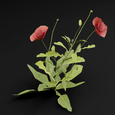 Papaver Rhoeas Plant - 3D Model by Green Lander