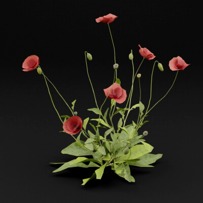 Papaver Rhoeas Plant - 3D Model by Green Lander