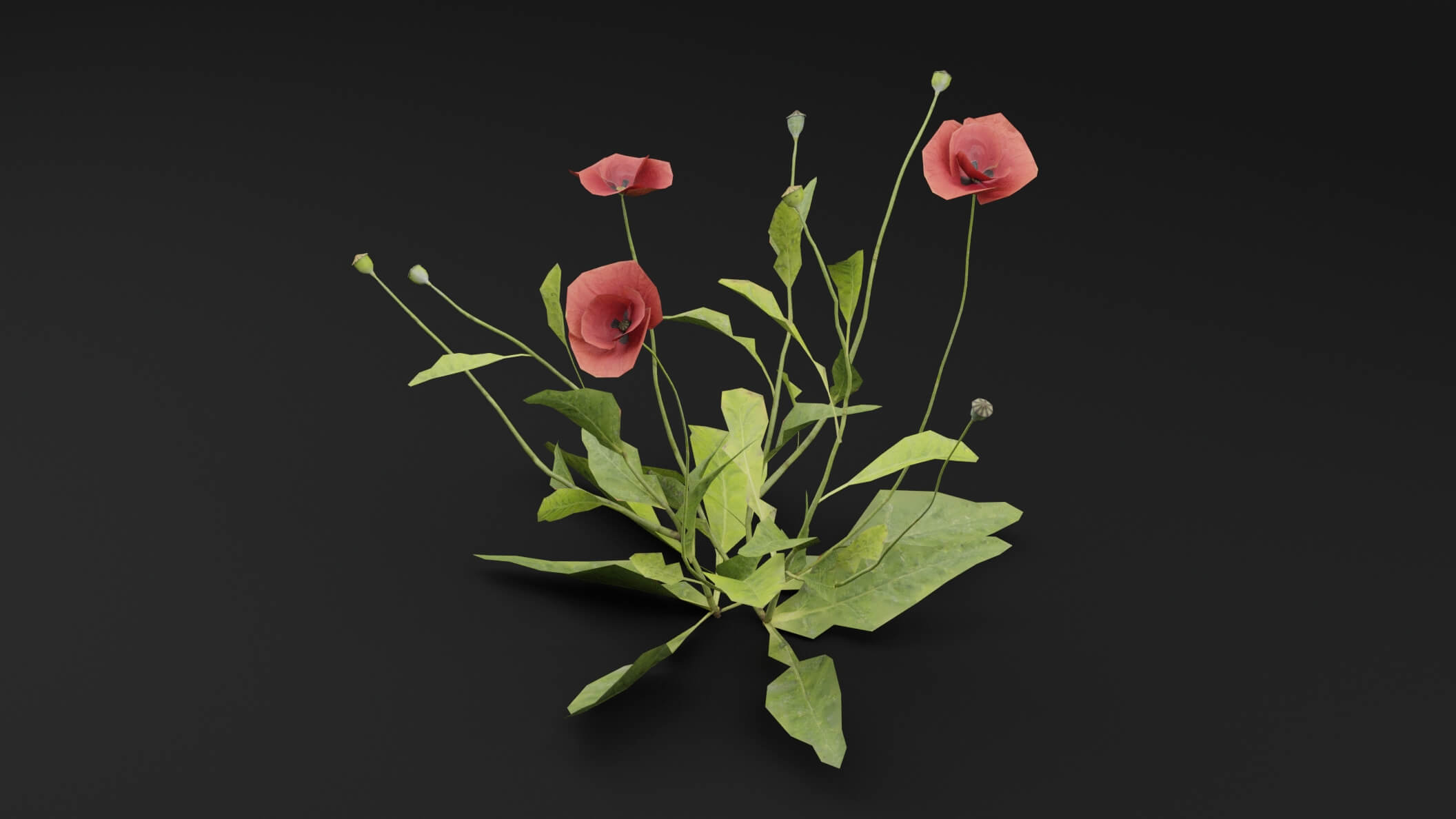 Papaver Rhoeas Plant - 3D Model by Green Lander