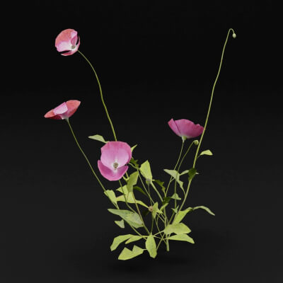 Papaver Rhoeas Plant - 3D Model by Green Lander