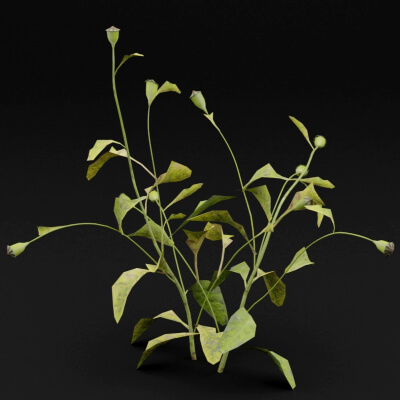 Papaver Rhoeas Plant - 3D Model by Green Lander