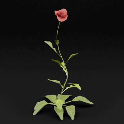 Papaver Rhoeas Plant - 3D Model by Green Lander