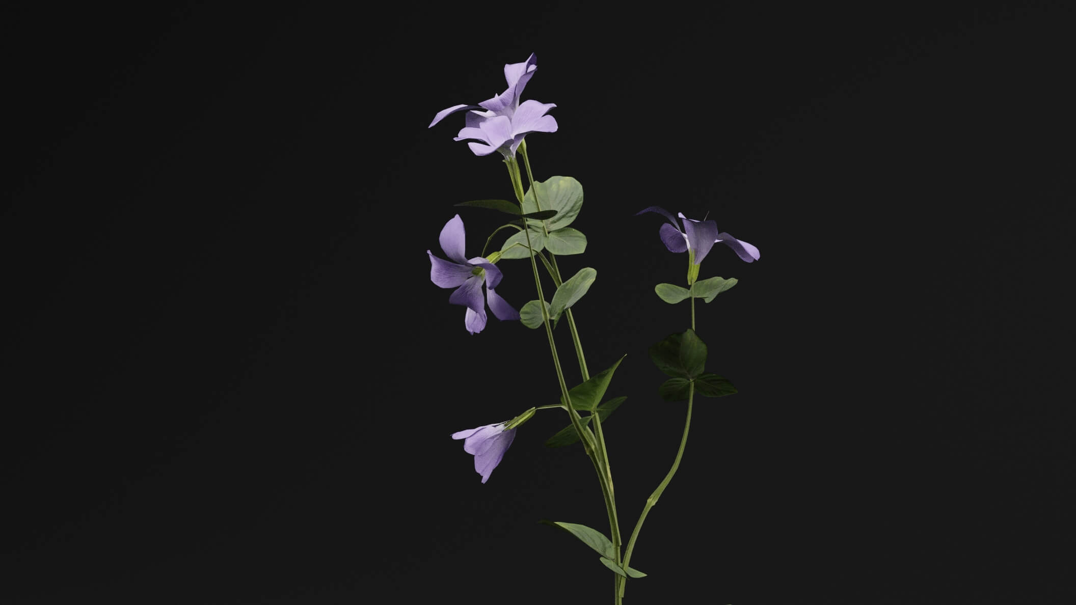 Periwinkle Plant - 3D Model by Green Lander