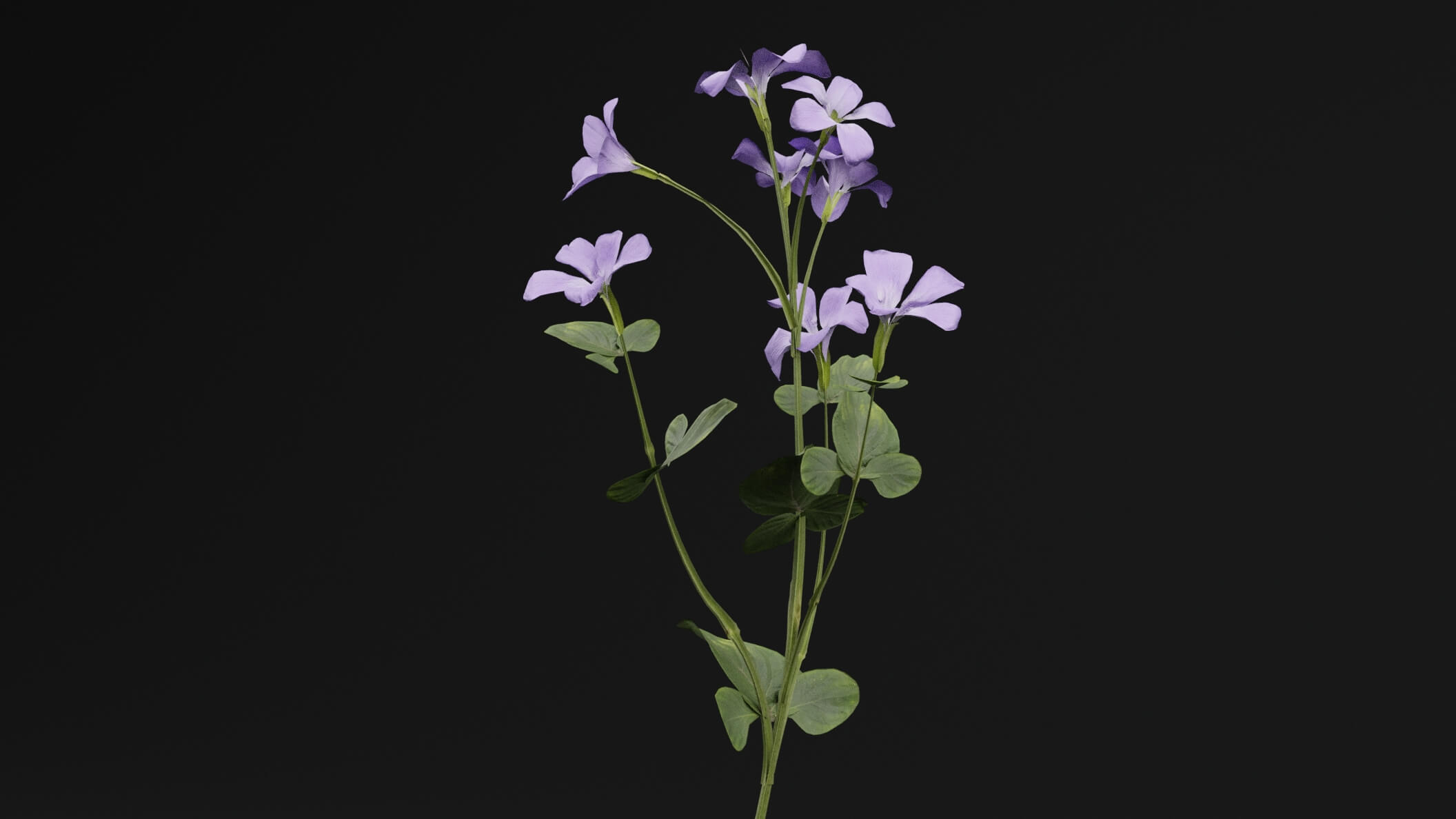 Periwinkle Plant - 3D Model by Green Lander