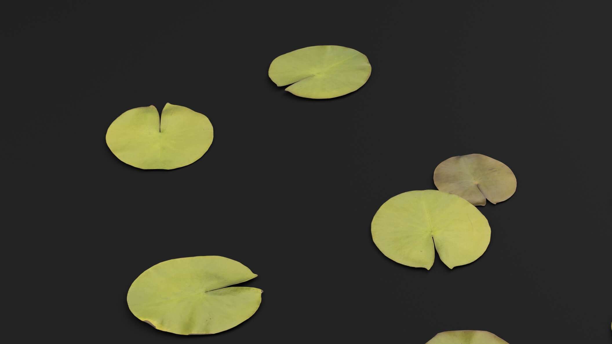 Pink Nymphaea Plant - 3D Model by Green Lander
