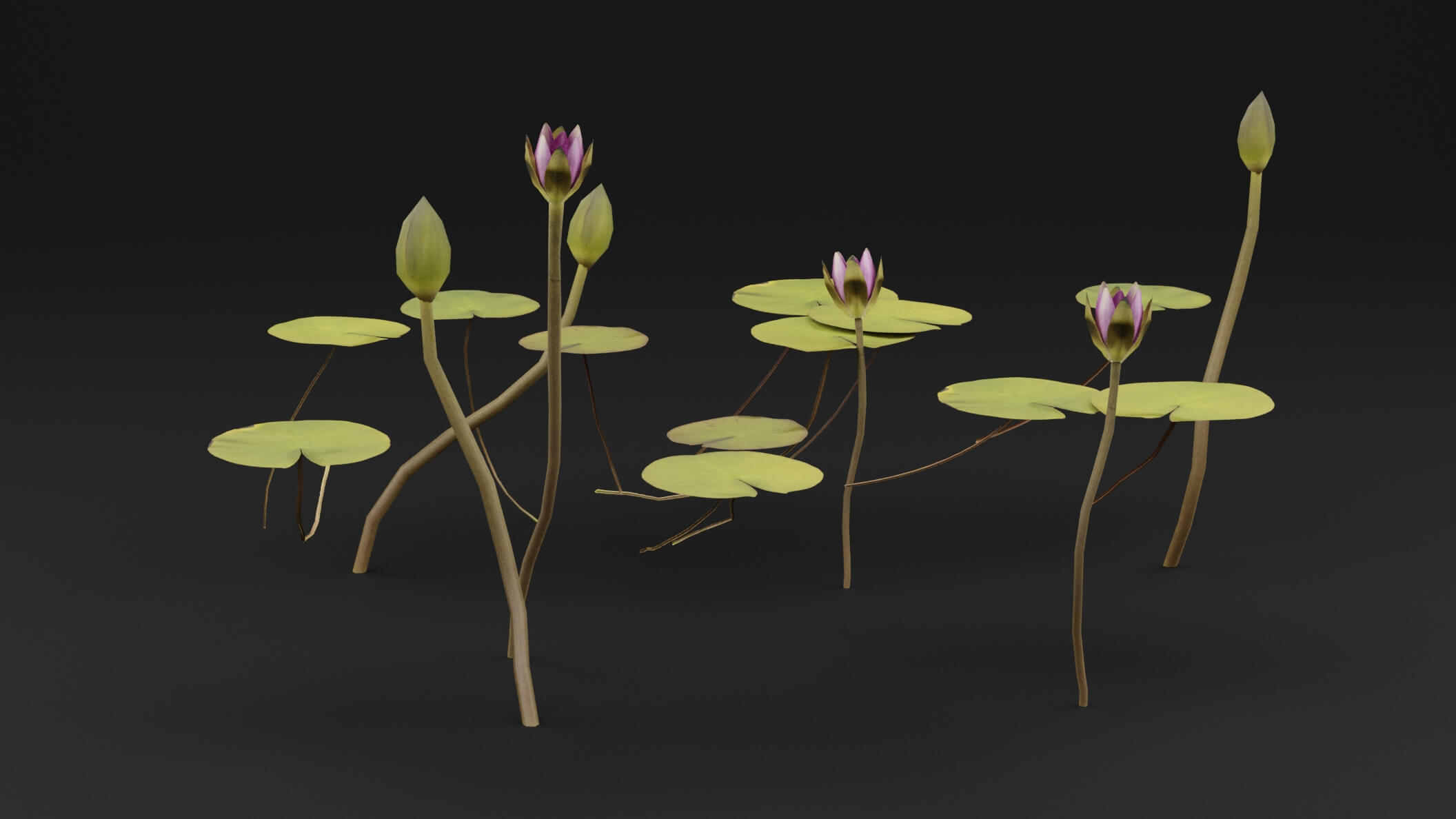 Pink Nymphaea Plant - 3D Model by Green Lander