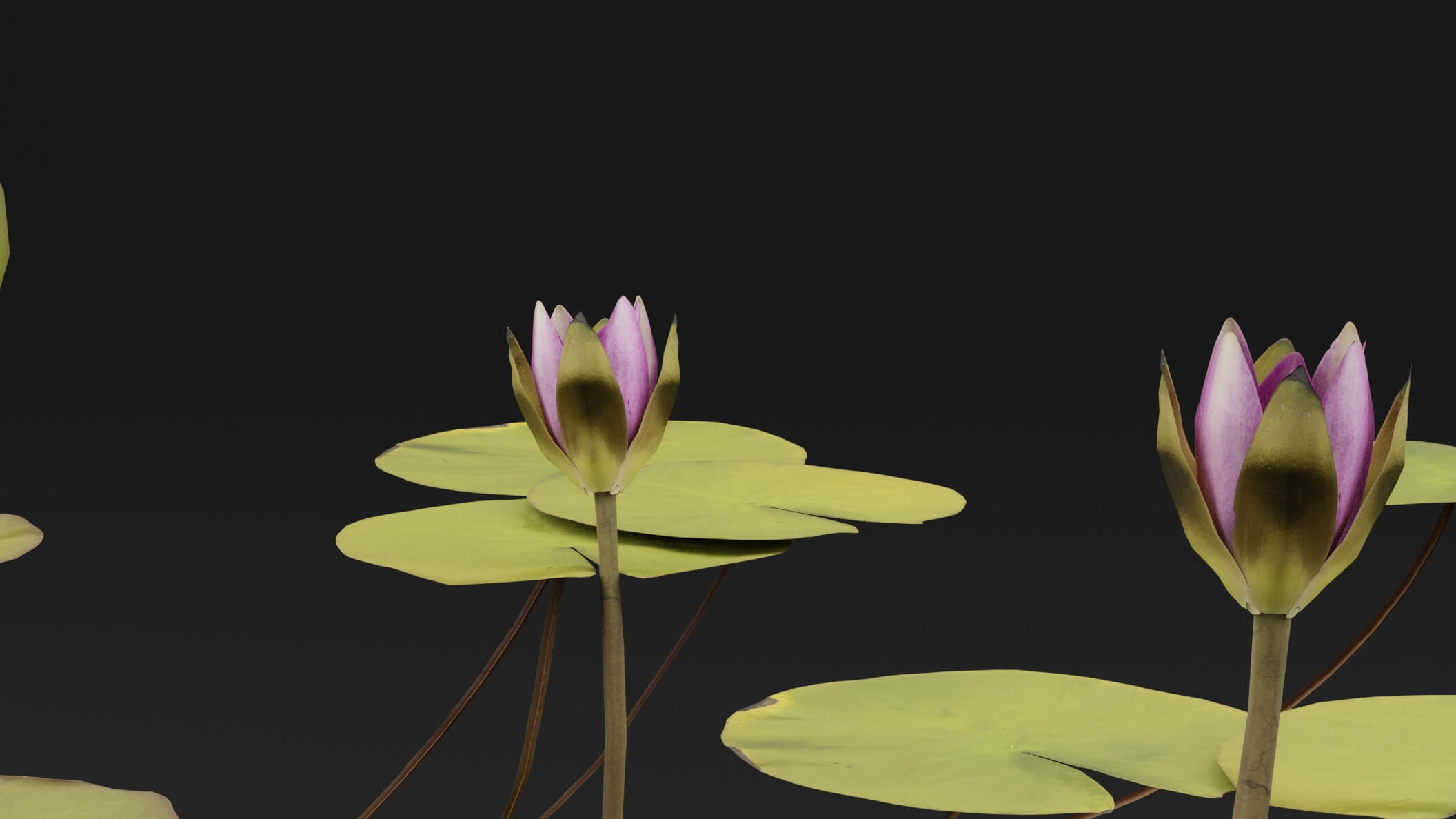 Pink Nymphaea Plant - 3D Model by Green Lander