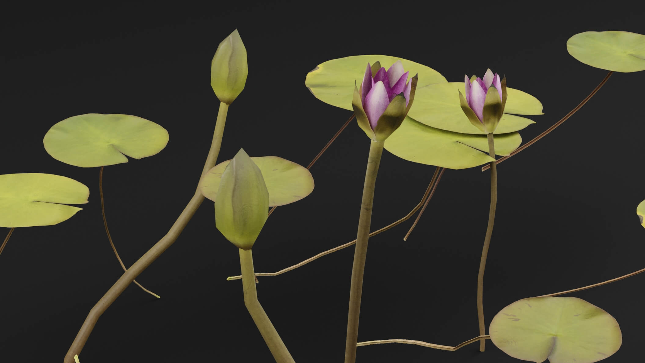 Pink Nymphaea Plant - 3D Model by Green Lander
