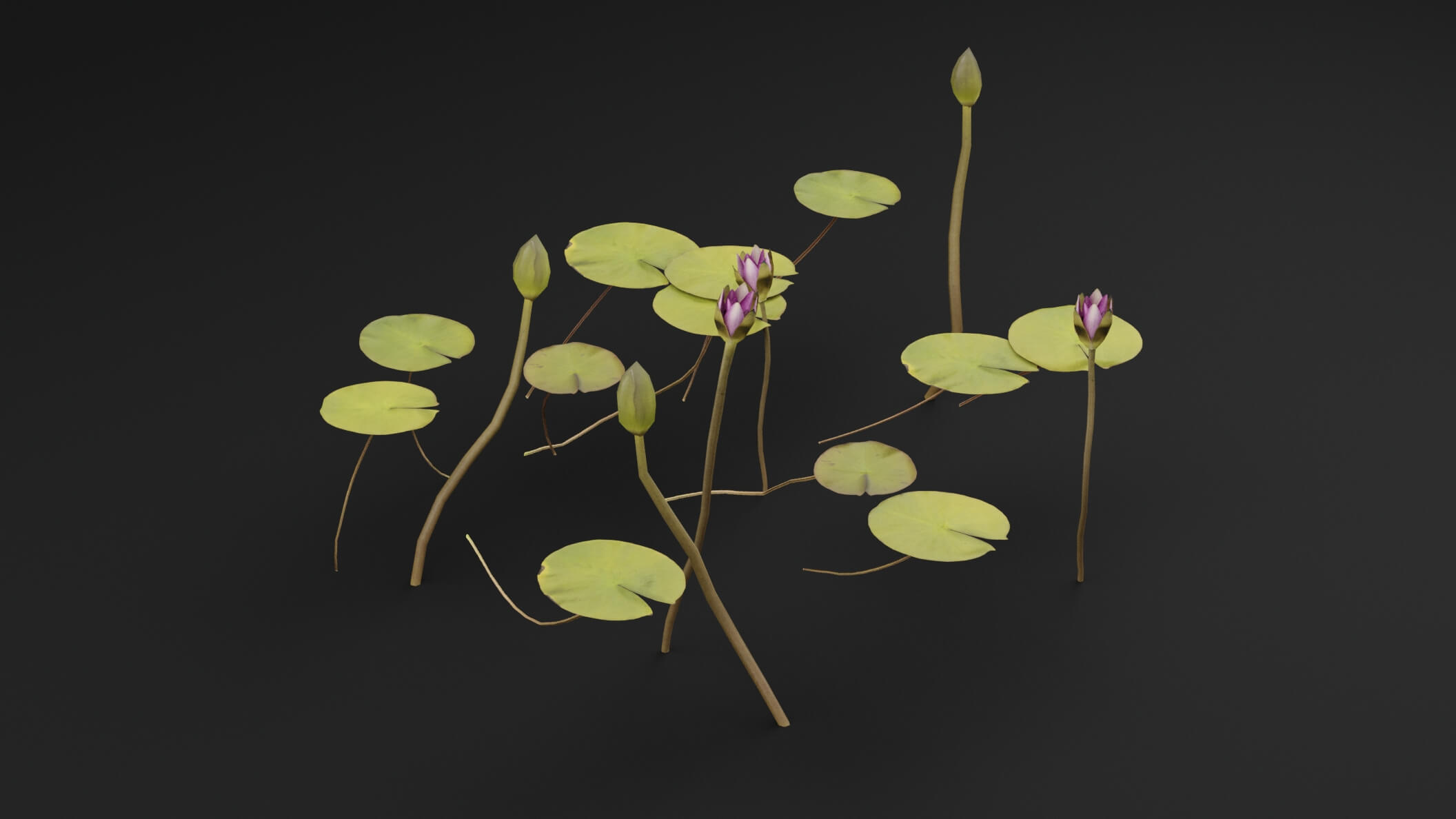 Pink Nymphaea Plant - 3D Model by Green Lander
