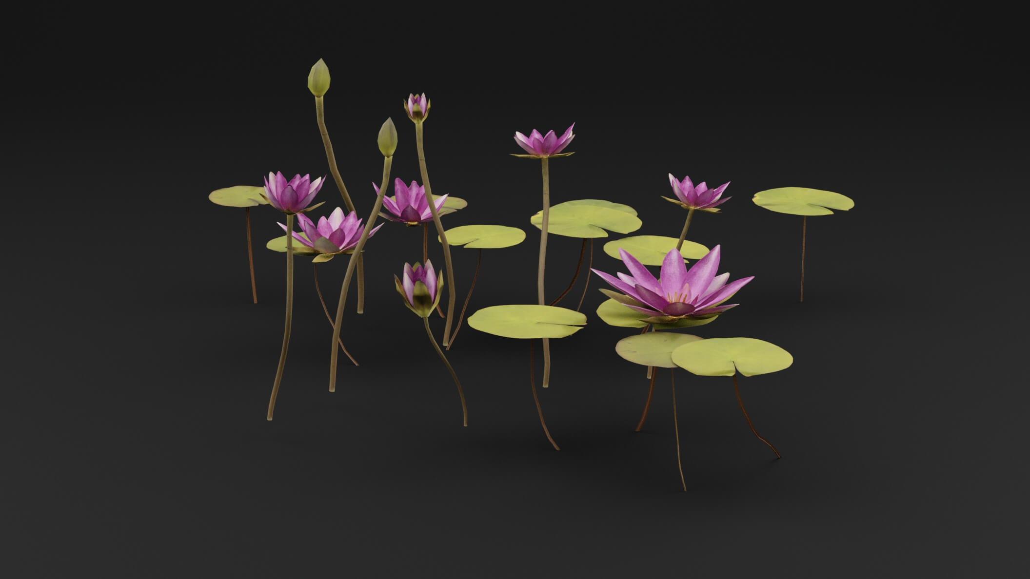 Pink Nymphaea Plant - 3D Model by Green Lander