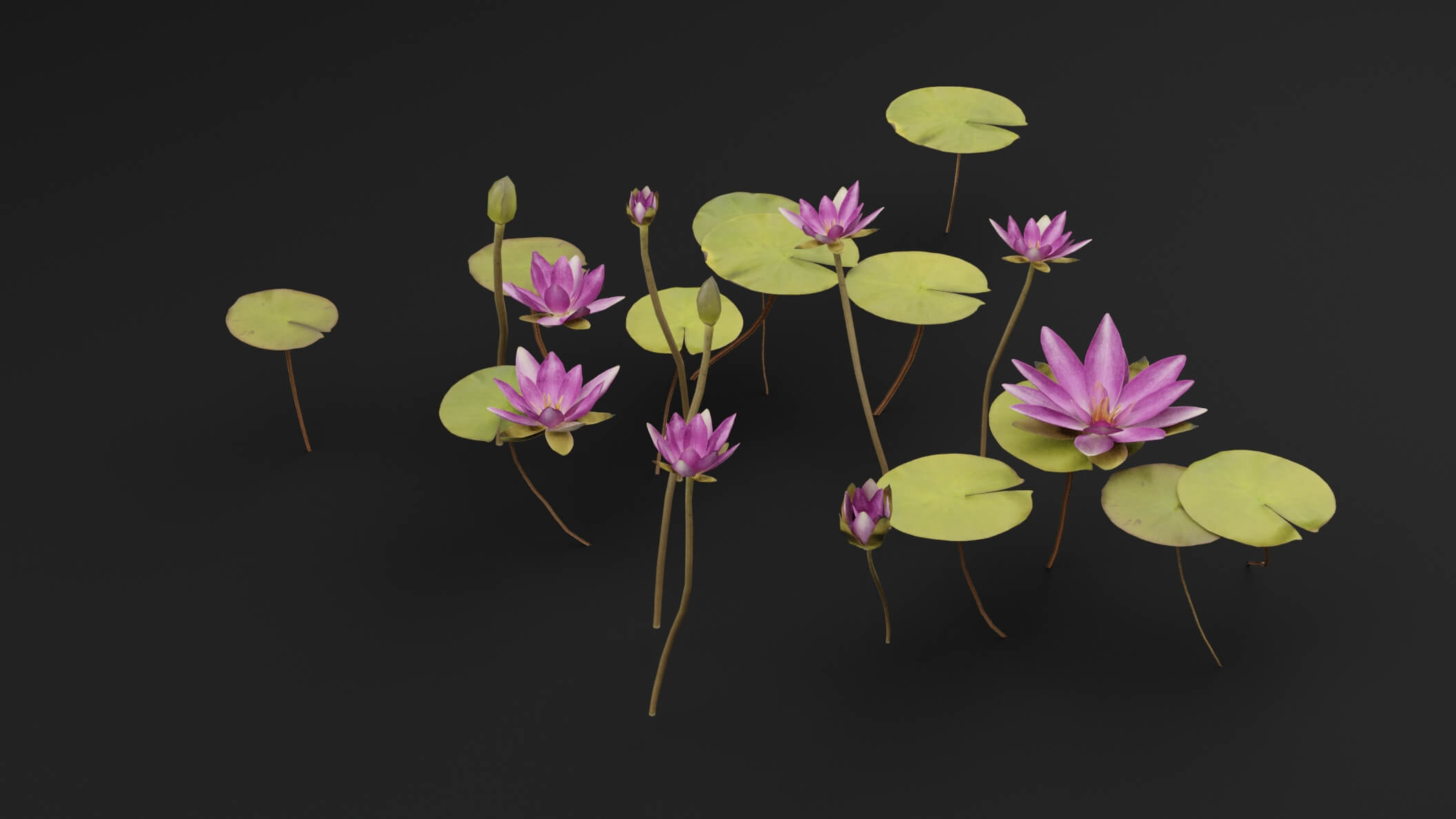 Pink Nymphaea Plant - 3D Model by Green Lander