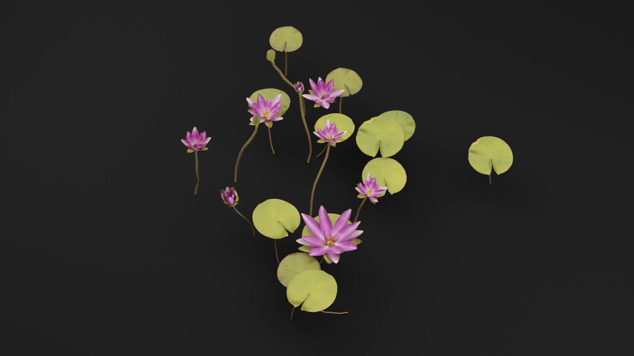 Pink Nymphaea Plant - 3D Model by Green Lander