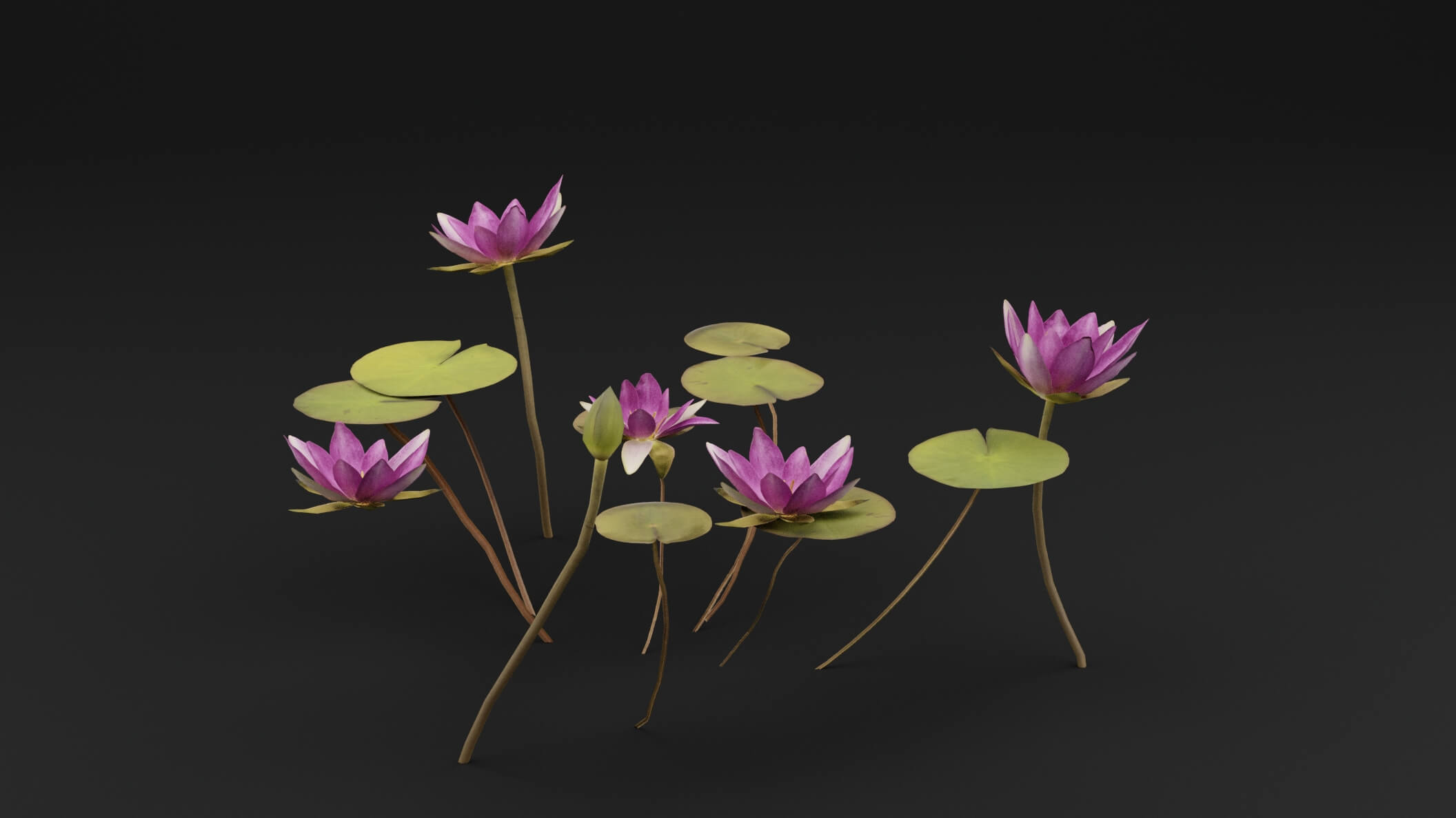 Pink Nymphaea Plant - 3D Model by Green Lander