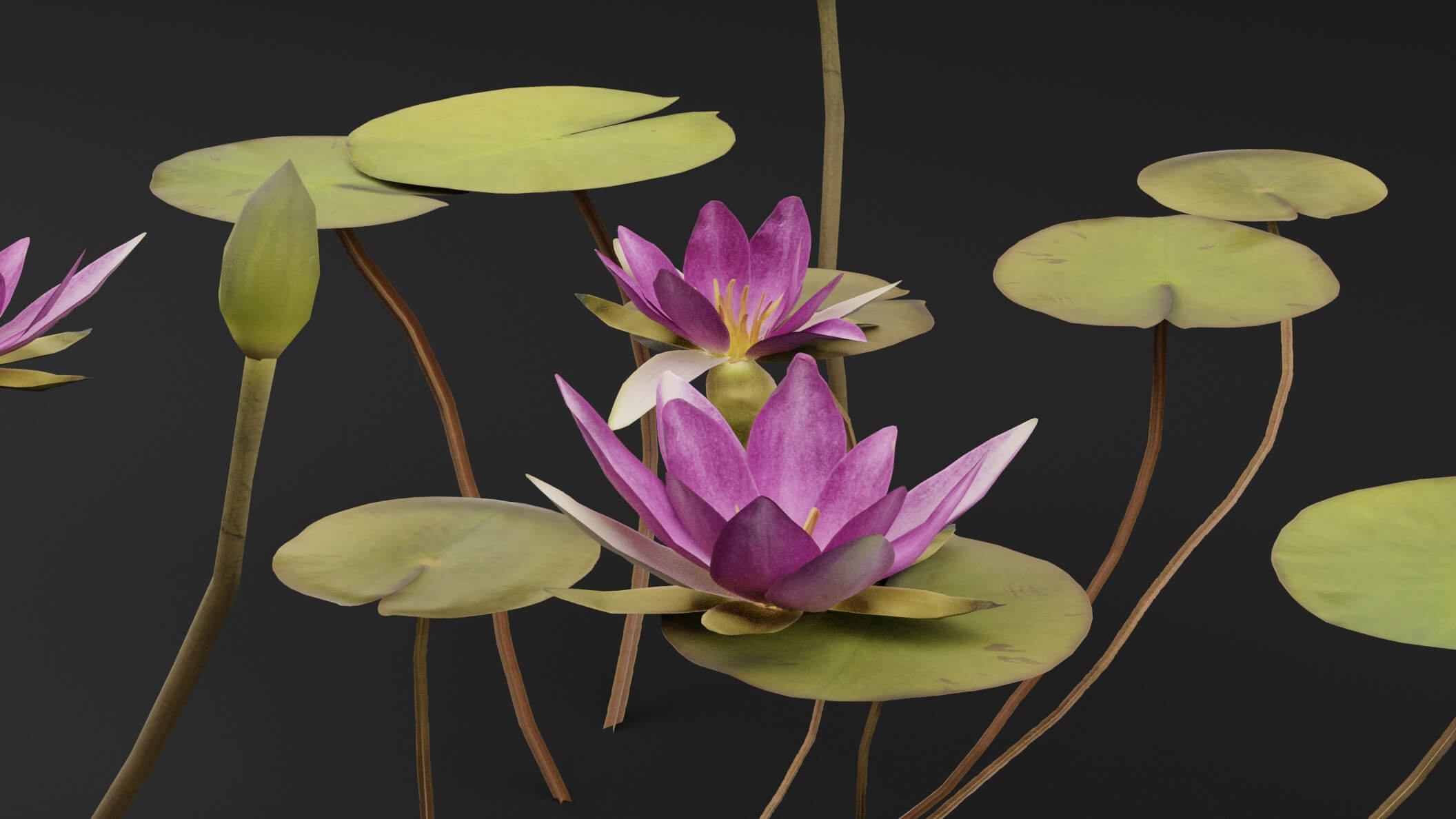 Pink Nymphaea Plant - 3D Model by Green Lander