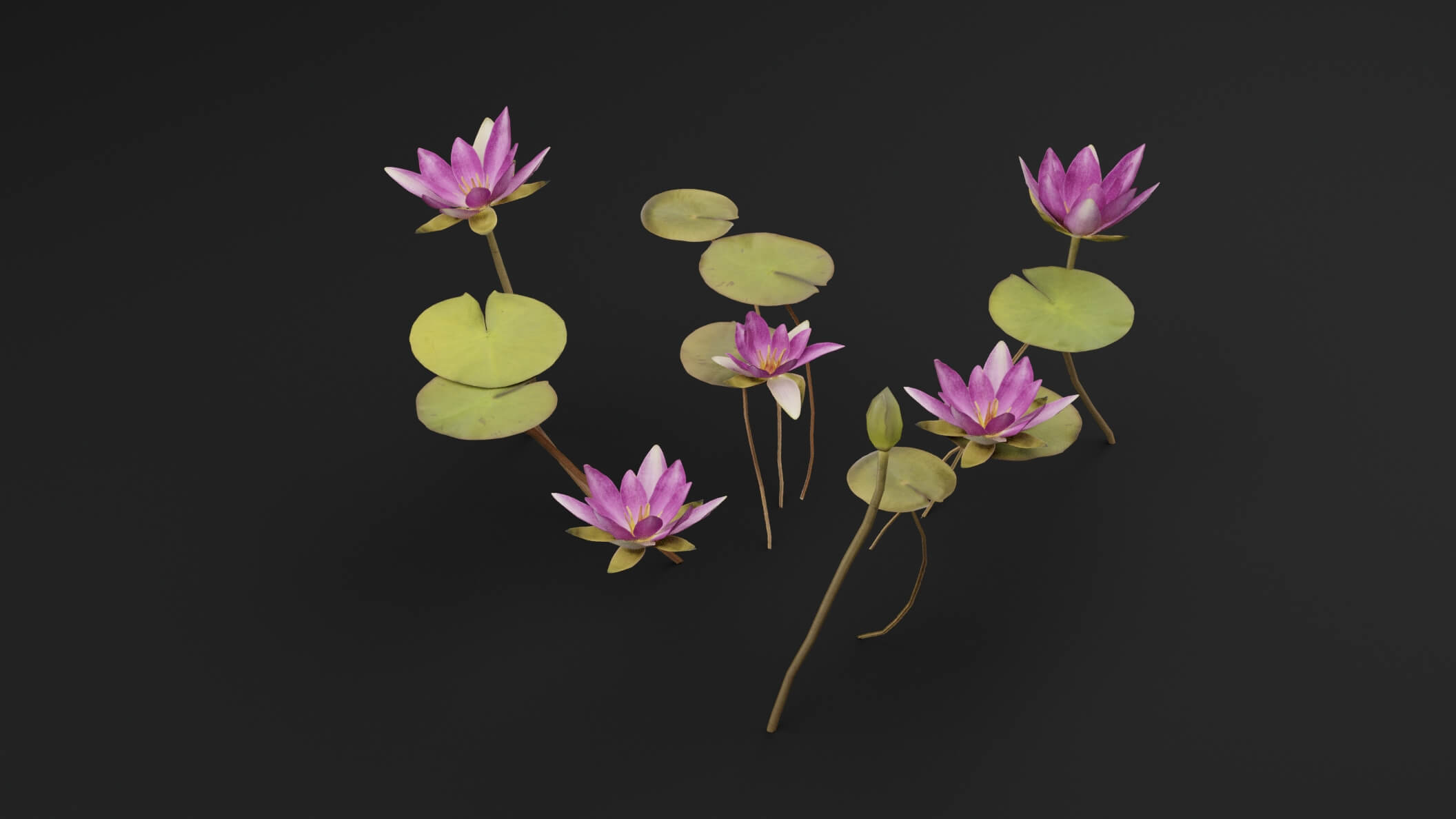 Pink Nymphaea Plant - 3D Model by Green Lander