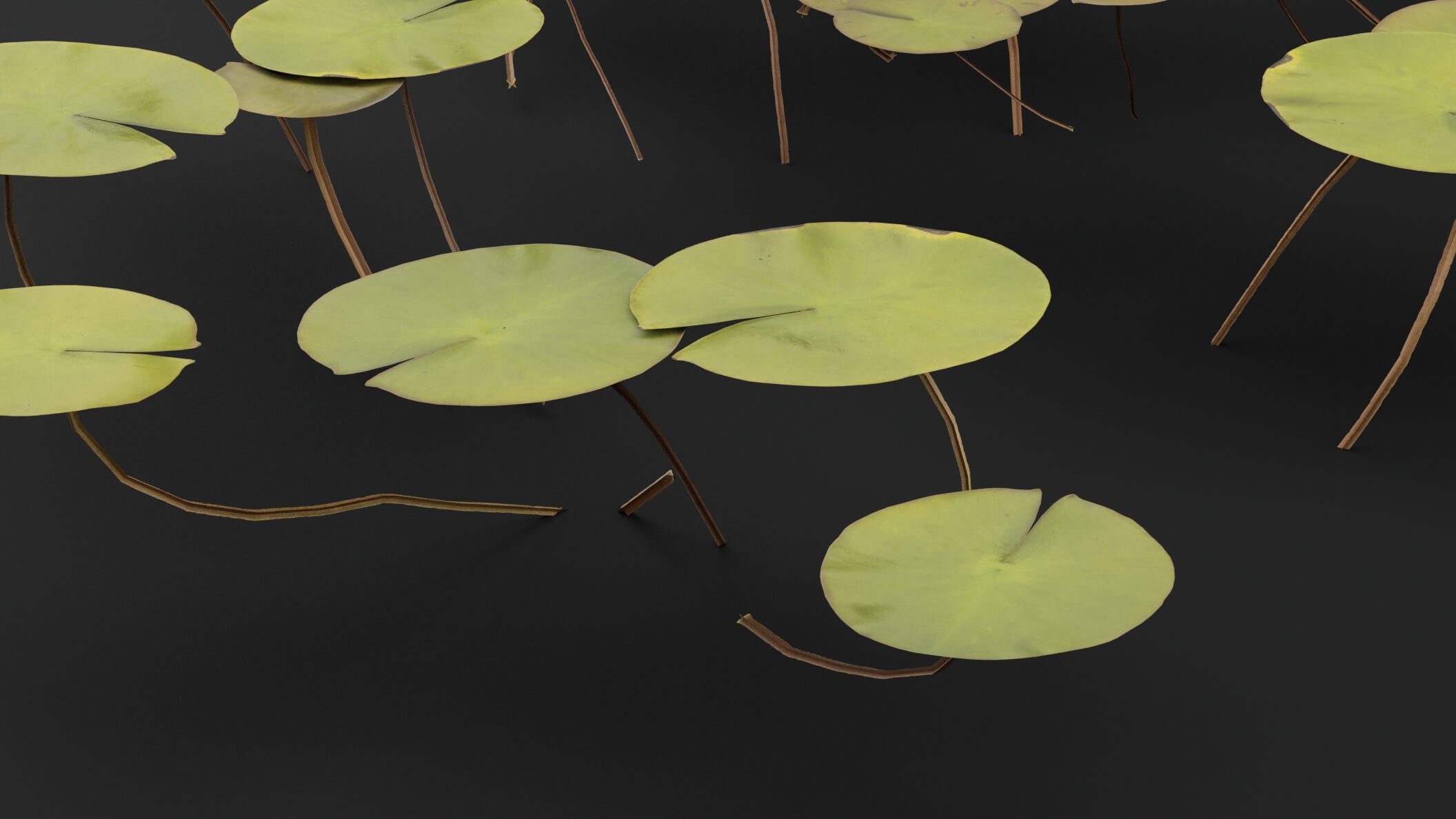 Pink Nymphaea Plant - 3D Model by Green Lander