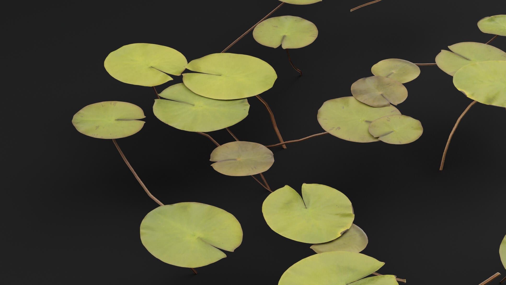 Pink Nymphaea Plant - 3D Model by Green Lander