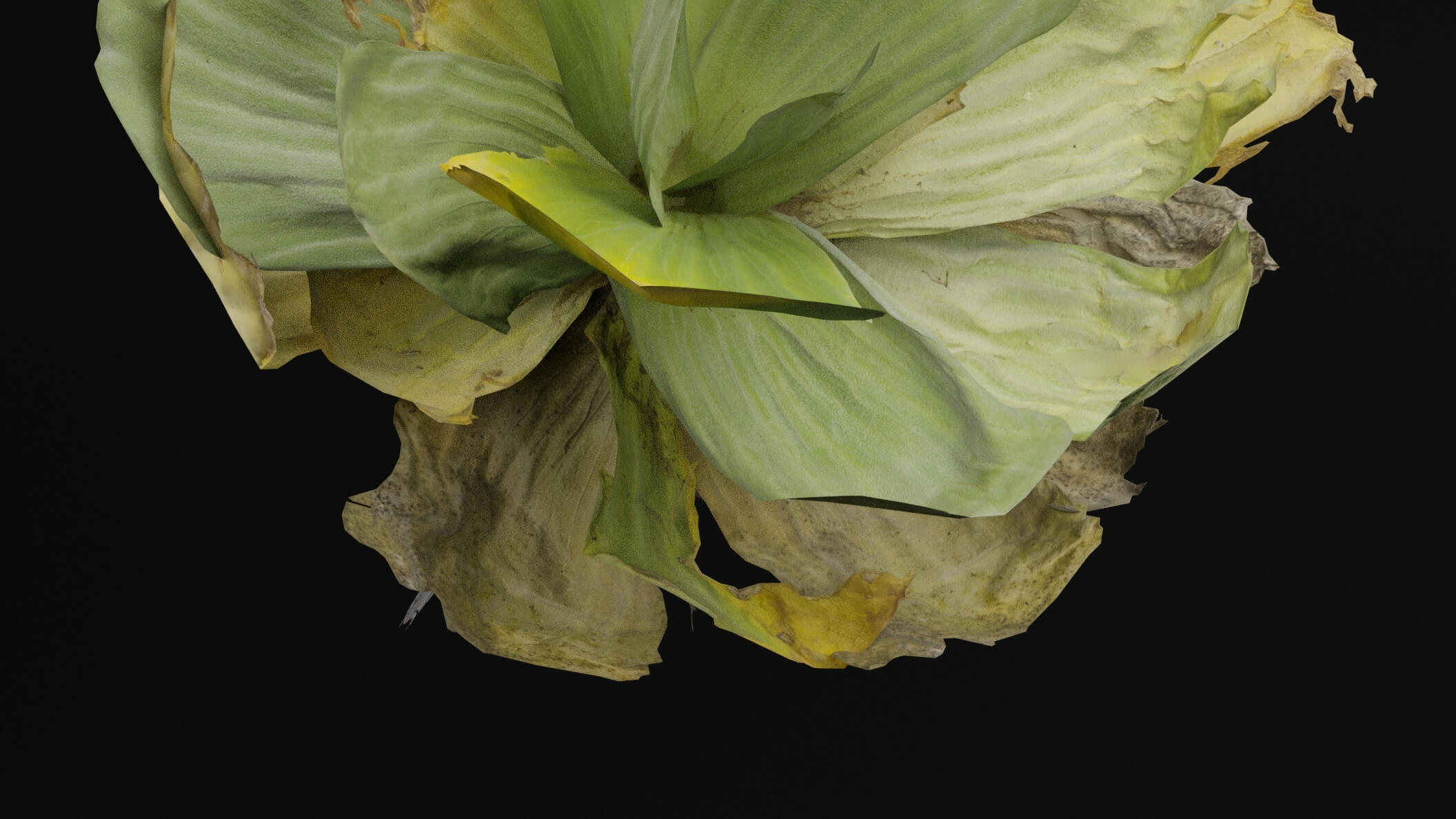 Pistia Plant - 3D Model by Green Lander