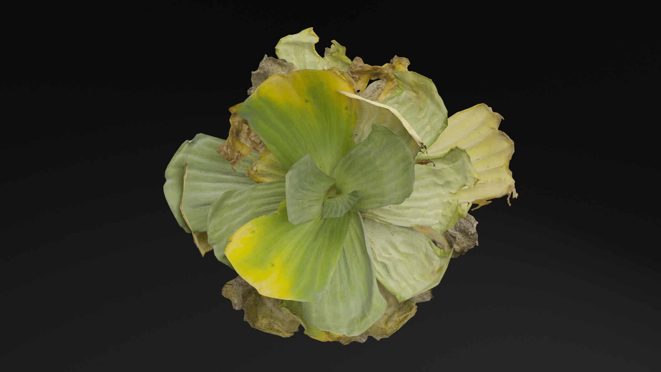 Pistia Plant - 3D Model by Green Lander