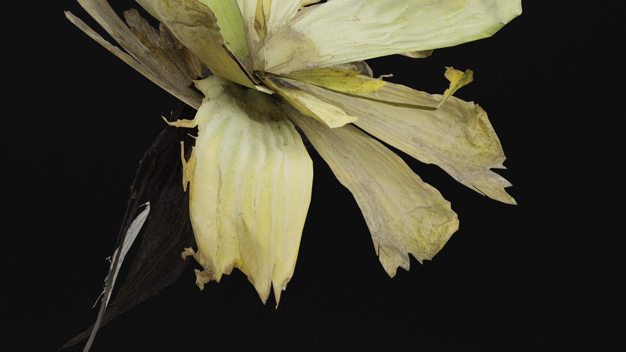 Pistia Plant - 3D Model by Green Lander